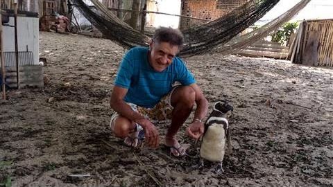 He Helped A Stranded Penguin On The Beach, What The Penguin Did Next ...