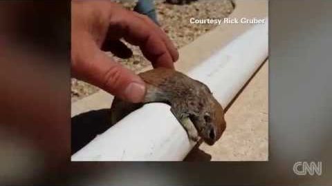 He Saw This Squirrel Drowning In A Pool. What He Does Next? You Won’t ...