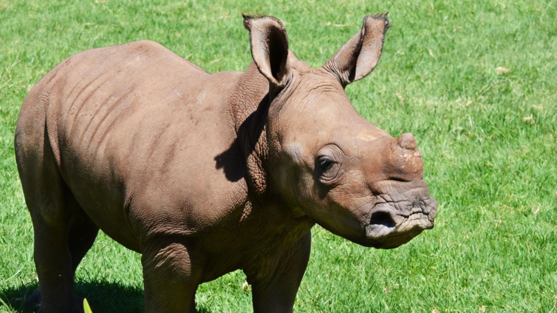 Here’s Something I’ve Never Seen Before: Two Baby Rhinos Playing ...