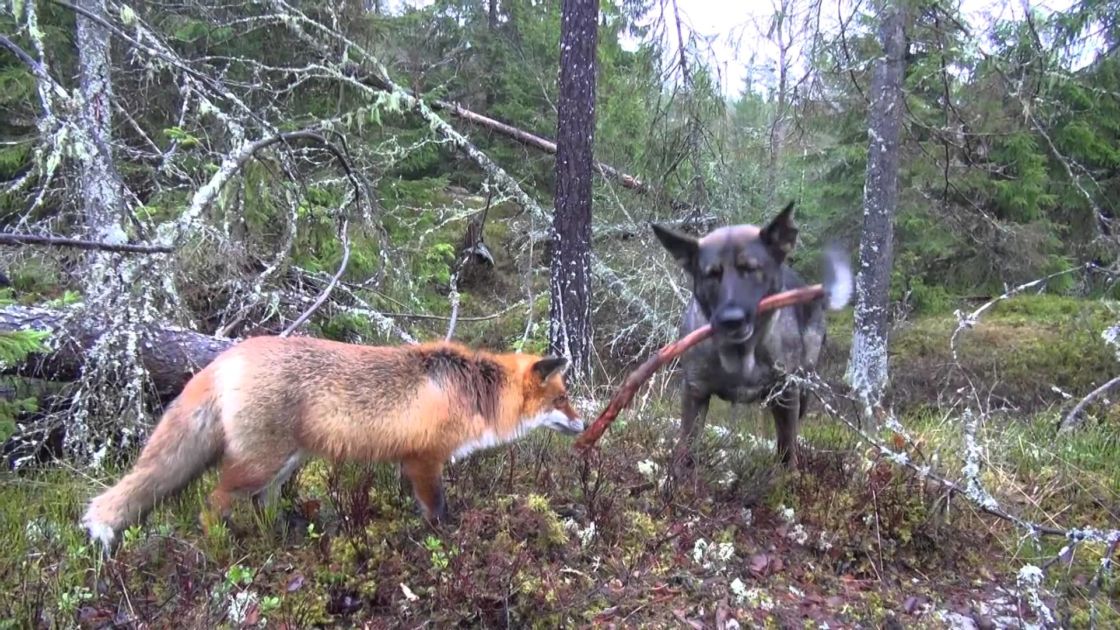 His German Shepherd Finds A Fox In The Woods. A Moment Later, I’m ...