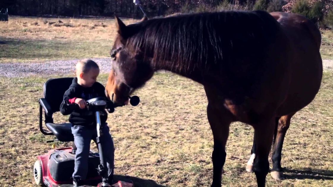 Horse Trotted Up To Boy In Wheelchair. Now Watch What The Horse Does ...