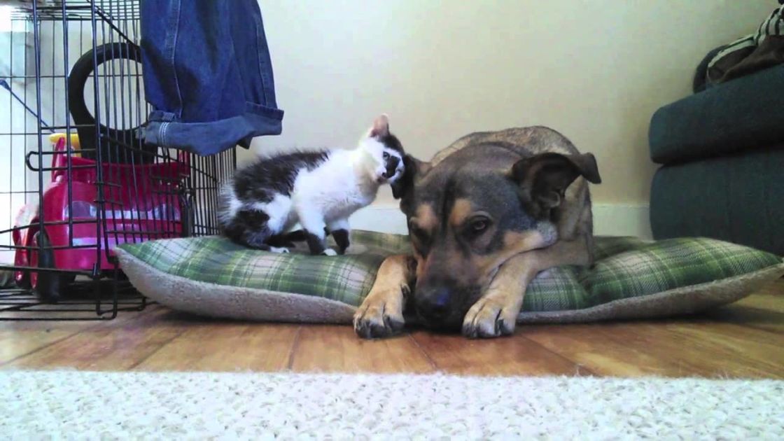 Kitten Meets Dog For The First Time! Narration Makes This Adorable!