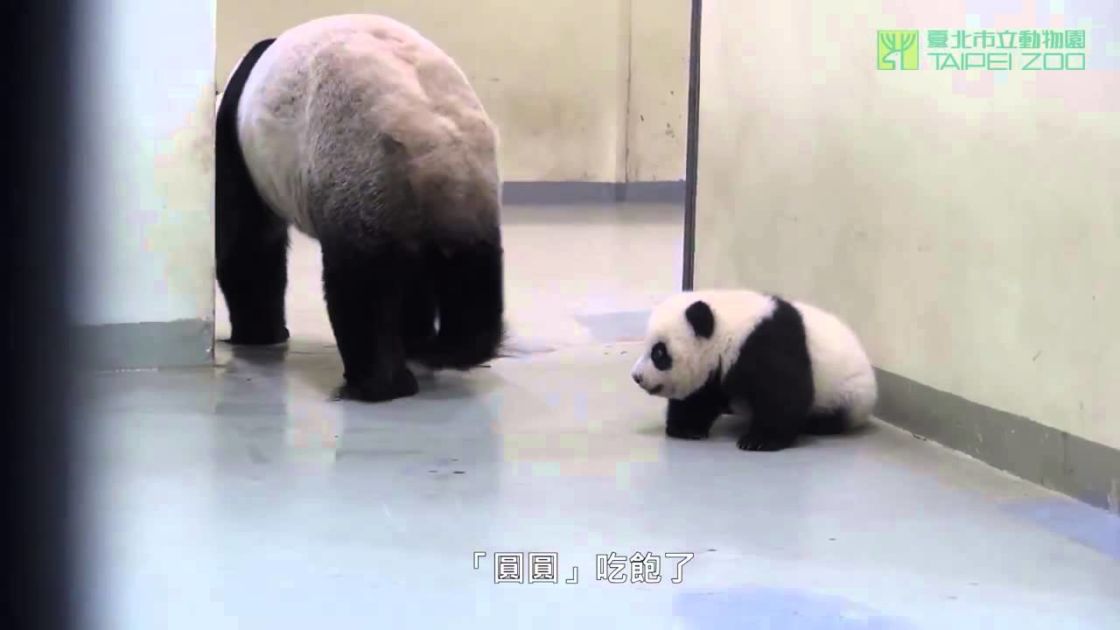Mama Panda Sees Baby Panda Wandering Around. What She Does Next Is So ...