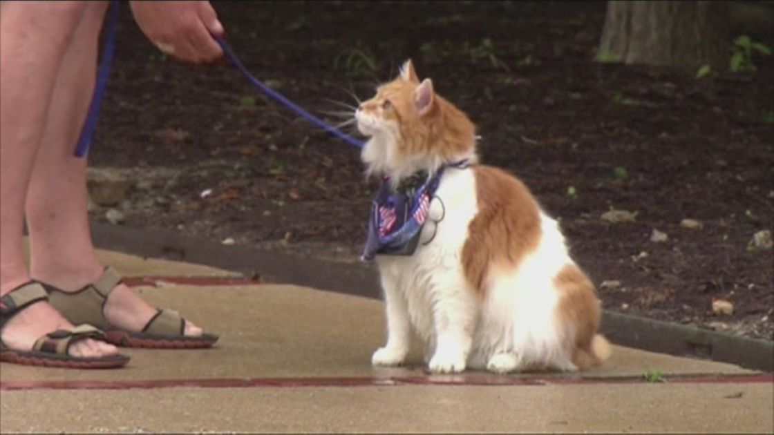 Man Takes Cat For Drive In His Convertible. I Couldn’t Believe Where ...