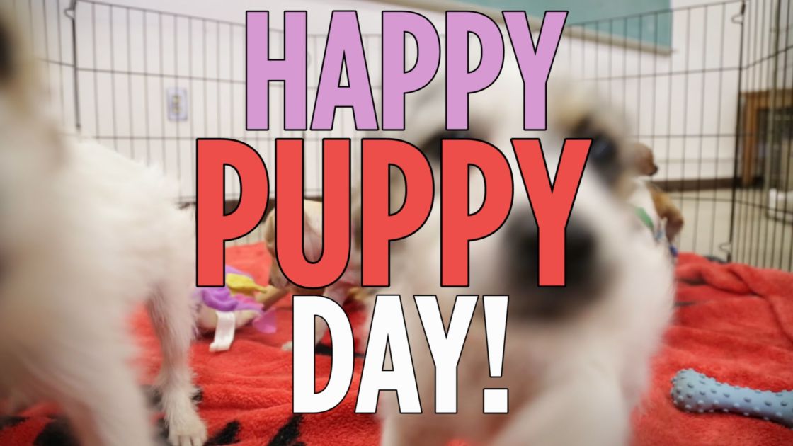March 23: A Special Day To Celebrate The Furball Of Cuteness – Puppies!