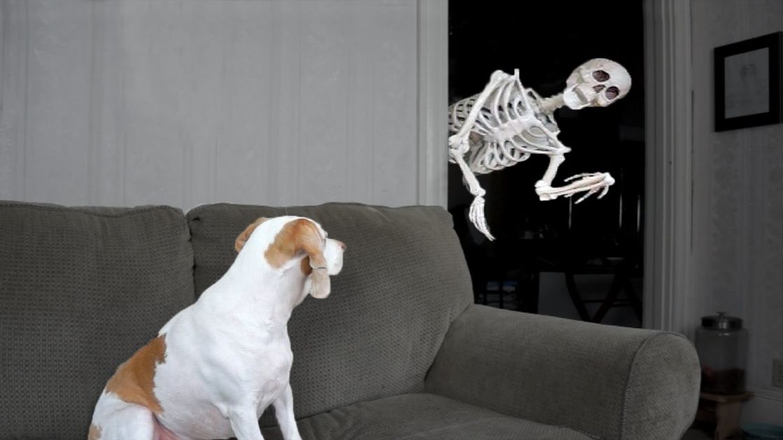 Maymo The Dog Minding His Business And A Skeleton Appears, Watch His ...