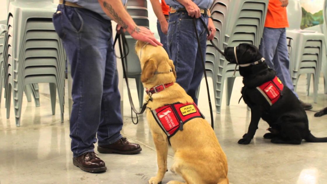 Meet The Prison Inmates Who Find Purpose In Training Service Dogs