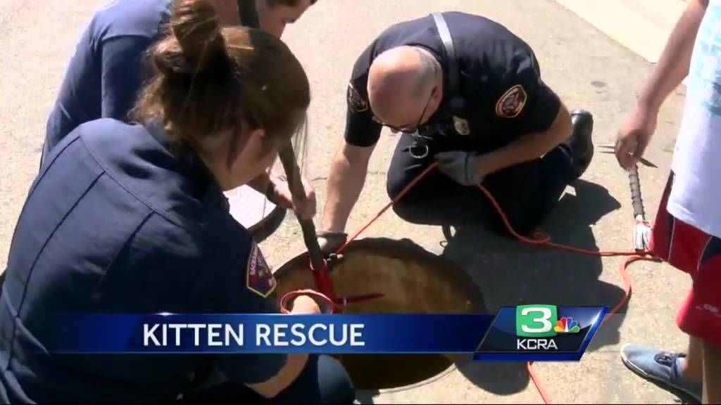 “Oh No! ‘MEOW MEOW’ Was Heard Coming From The Storm Drain. What ...