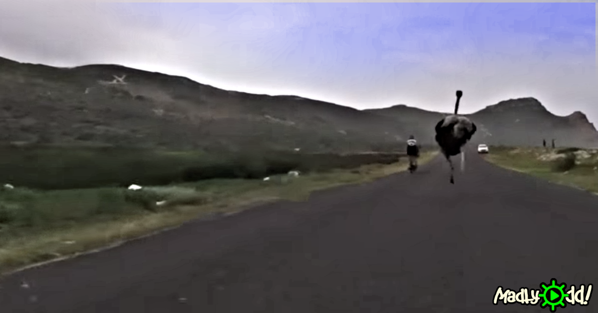 Giant ostrich runs after biker going 43 miles per hour!