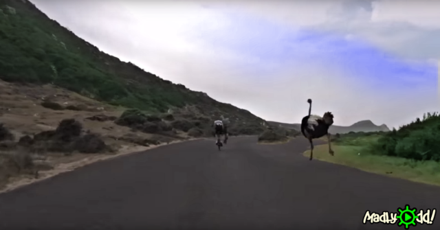 Giant ostrich runs after biker going 43 miles per hour! – Madly Odd!