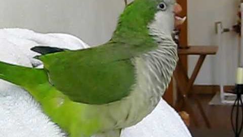 Parrot with broken beak has an adorable habit. I was laughing the whole ...