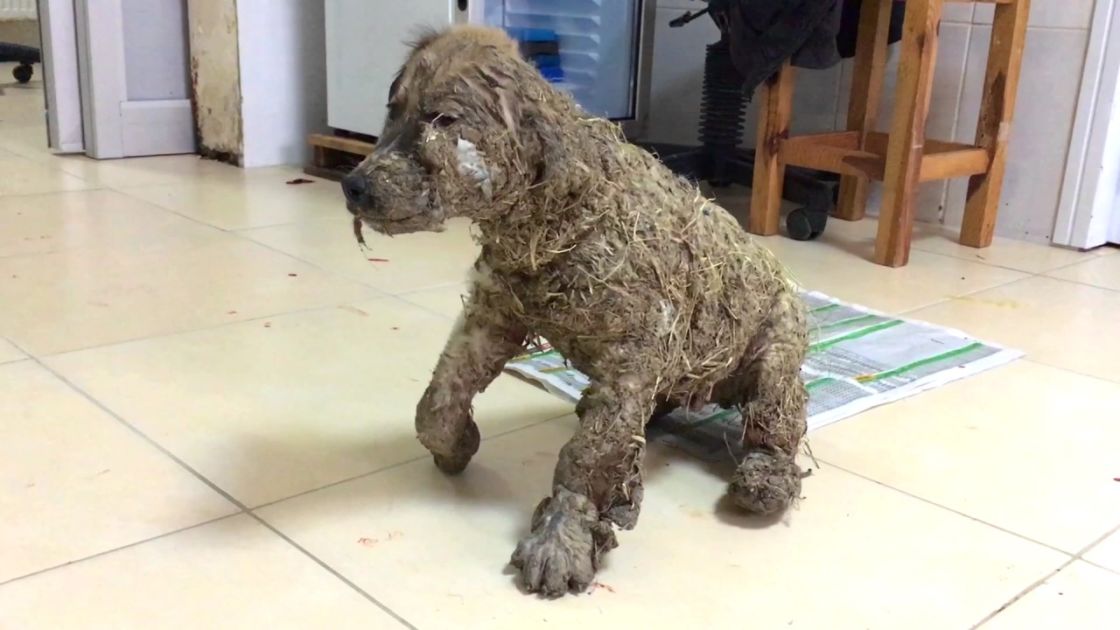 Poor And Abused Puppy Makes An Incredible Recovery After Being Covered ...