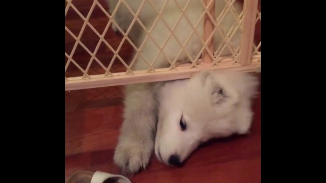 Samoyed Puppy Stuck A Behind Gate. He Tries To Reach Ice Cube On The ...