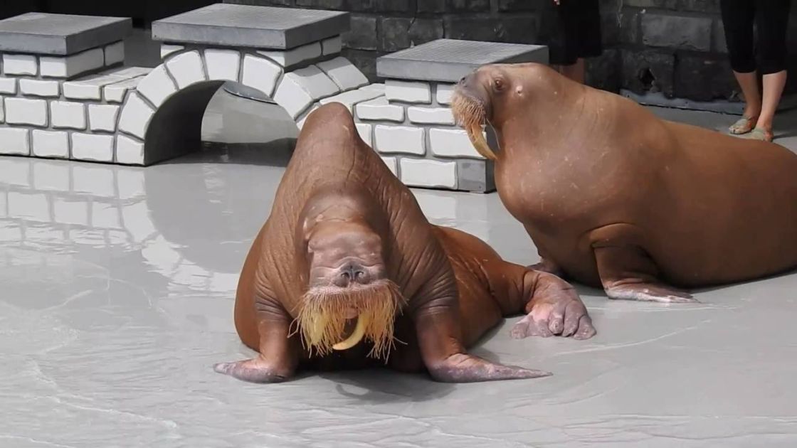 Severely Emaciated Walrus Shuffles Around And Almost Collapses During ...