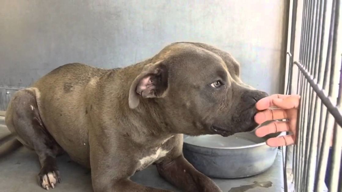 She Finds An “Aggressive” Pit Bull At The Dog Shelter – Madly Odd!