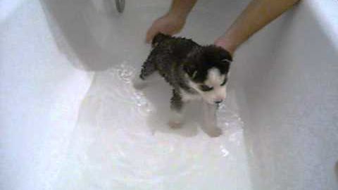 Siberian Husky Gets A Bath For First Time, Doesn’t Go Quite As Planned