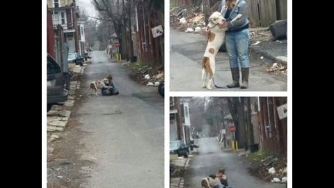 Stray Pit Bull Is Found On the Streets. What This Rescuer Did Was SO ...