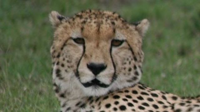 The sound of a Lion is very intimidating, but what about this Cheetah’s ...