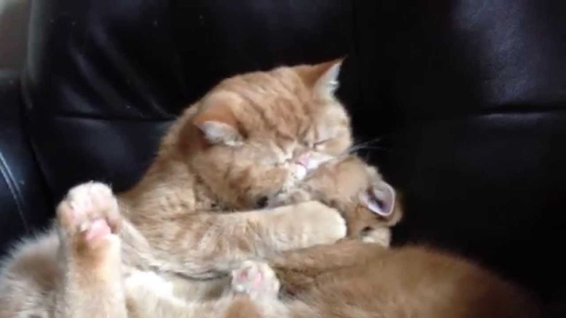 “These 2 Cats Are Brothers… NOBODY Will Understand Your Craziness Like ...