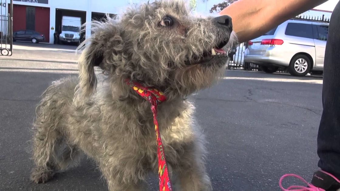 These Best Friends Got Separated During Their Rescue. You’ll Cry When ...