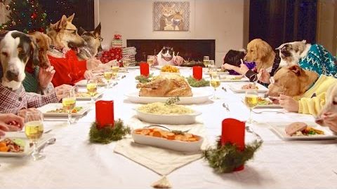 These Furry Friends Sat Down For A Christmas Eve Dinner, And You Won’t ...