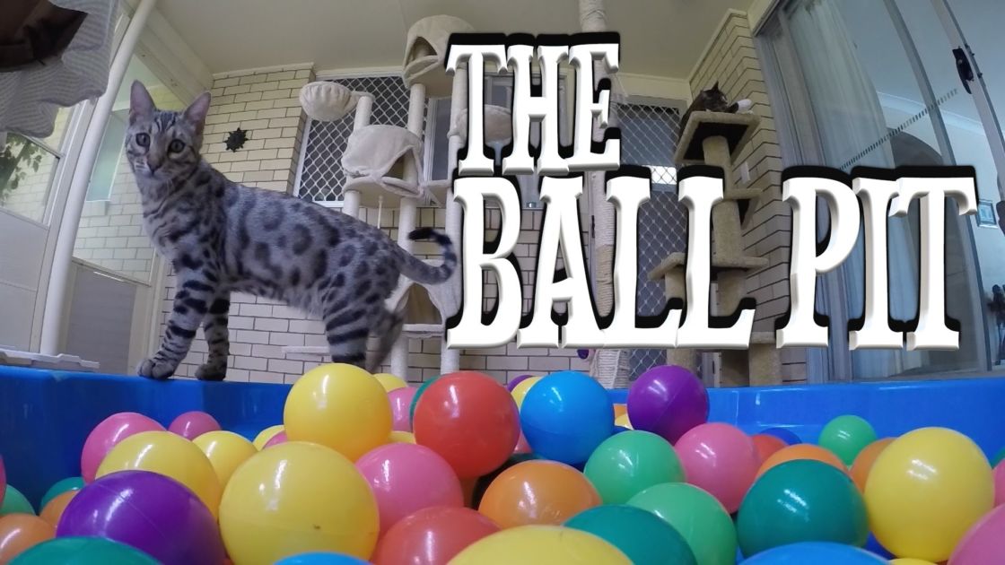 These Humans Gave Their Cat A Ball Pit! Watch How He Reacts To It!