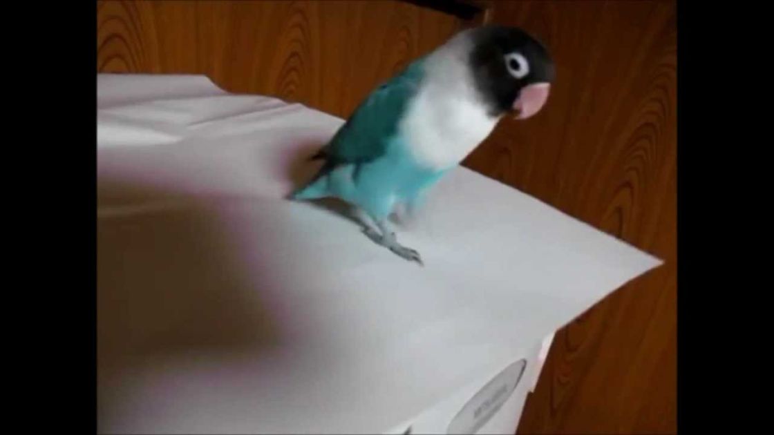 They Decided To Record Their Parrot In Secret, And What They Captured ...