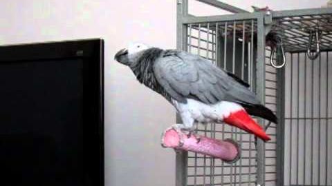 They Filmed Their Parrot When He Was Revealing His True Identity. Now ...