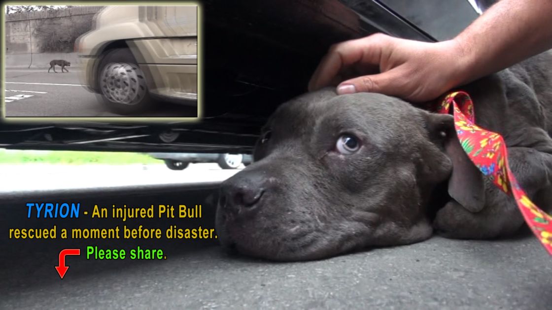 They Find A Scared Pit Bull On The Freeway. What Happens Next Is Just ...