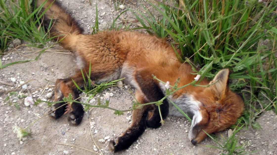 They Stumble Upon This Dead Fox. Then They Pray. What Happens Next ...