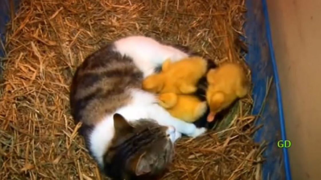 They Thought This Cat Had Eaten Their Ducklings, But They Never ...