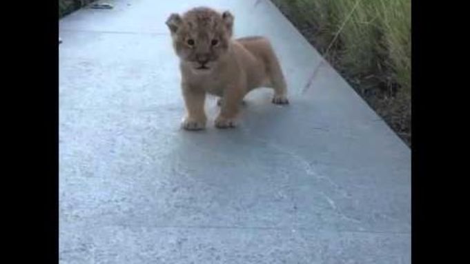 They Were Teaching A Lion Cub How To Roar, But He Did Something ...