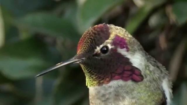 Hummingbird Pool Party Goes Viral