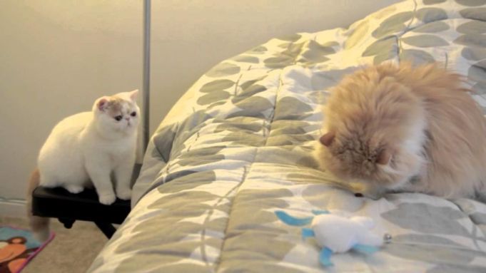 6-Month-Old Kitten Is Very Excited to Say Hi to His New Best Friend