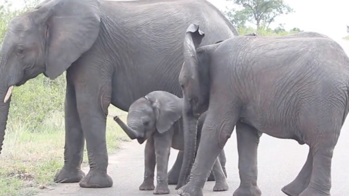 This Baby Elephant Calf Just Discovered His Trunk, What Happens Next ...