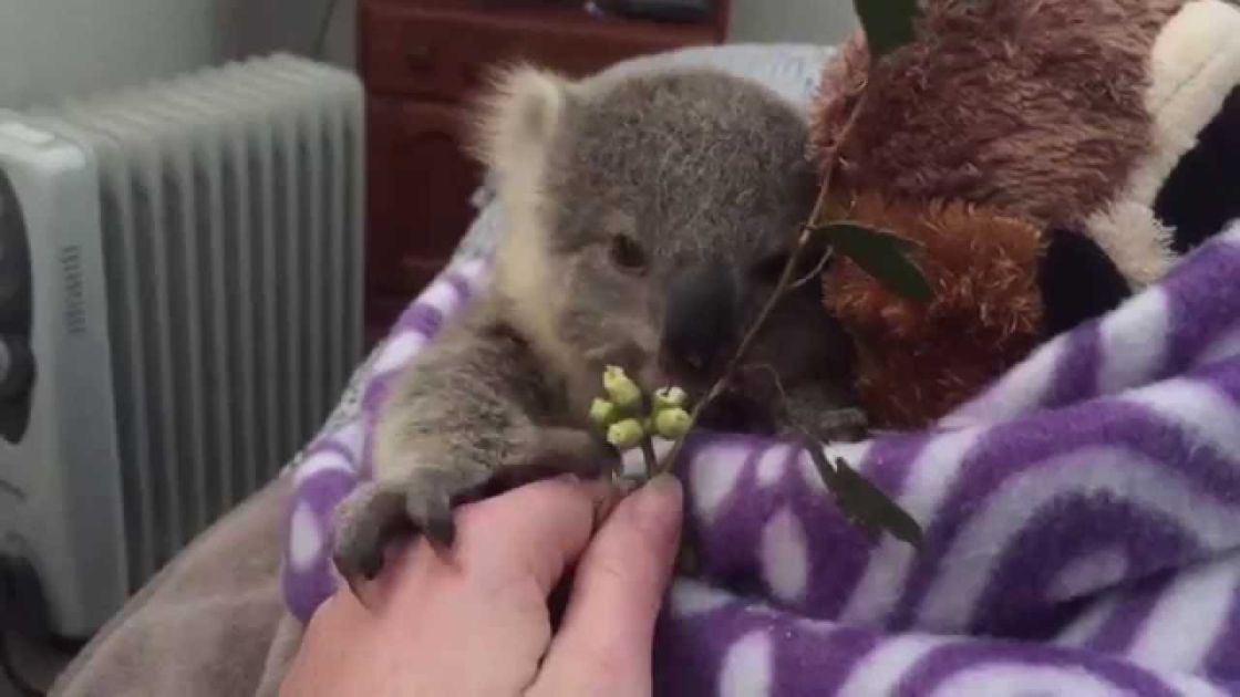 This Baby Koala Has To Be Raised Without Her Mother. Now Watch What ...
