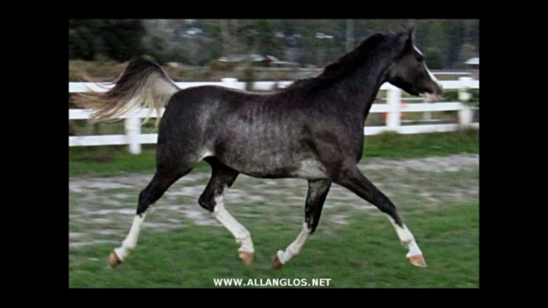 This Beautiful Horse Has A Mesmerizing Gallop! She Is As Elegant As A ...