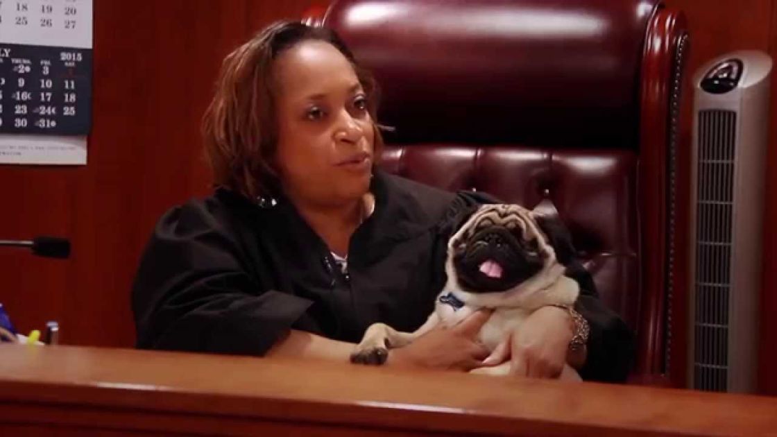 “This Blind Pug Was Going To Euthanized, Until An Unlikely Savior Came ...