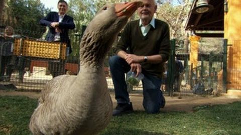 This Goose Really Loves His Human Friend. How He Protects Him From A ...