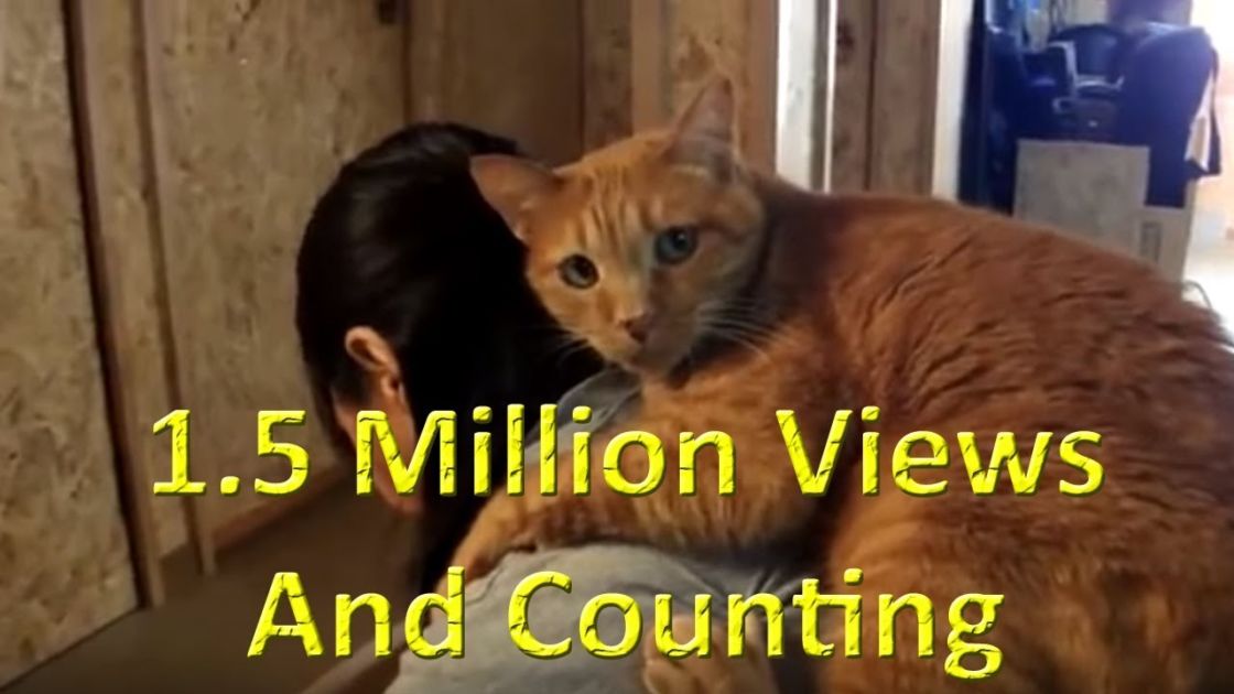 This Is Definitely The Clingiest Cat You Will See EVER! How Does He ...