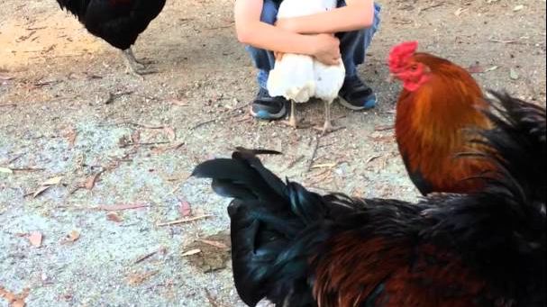 This Little Boy Wanted To Hug That Chicken. But The Response He Got In ...