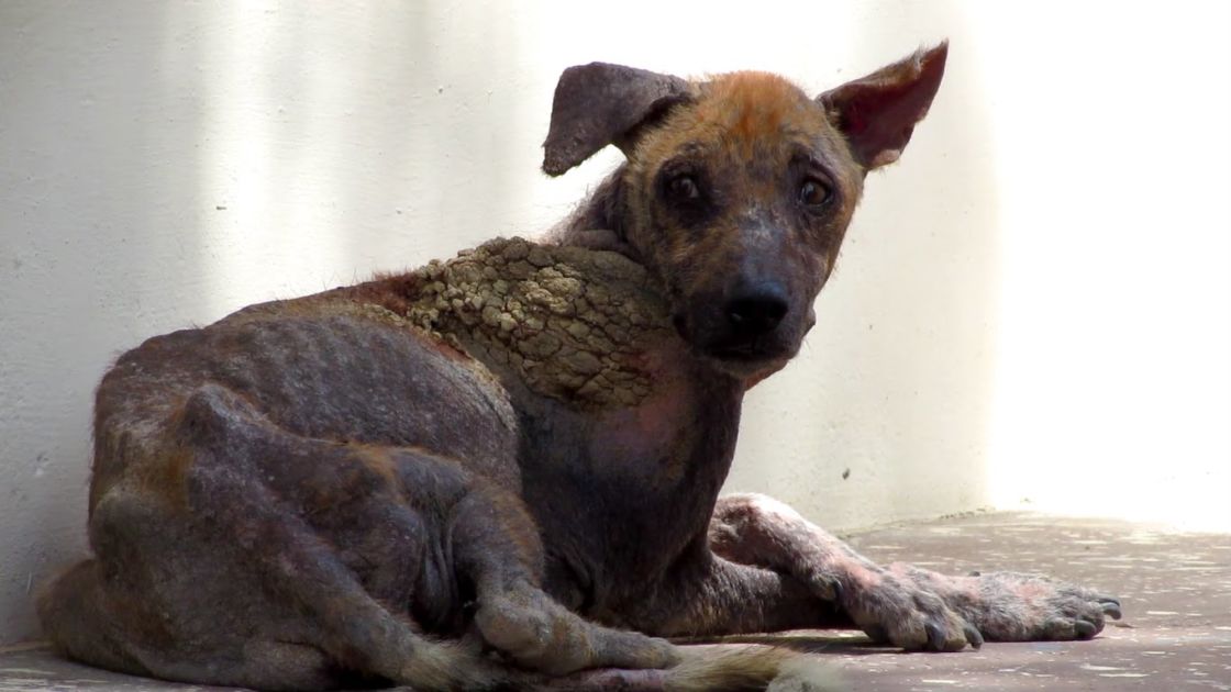 This Poor Dog Was Nearly Dead On The Streets From Mange. But Wait Till ...