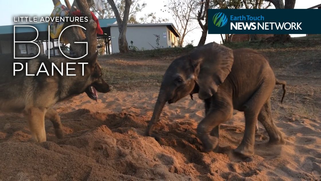 This Poor Elephant Was Left All Alone. When You See The Friend He Makes ...