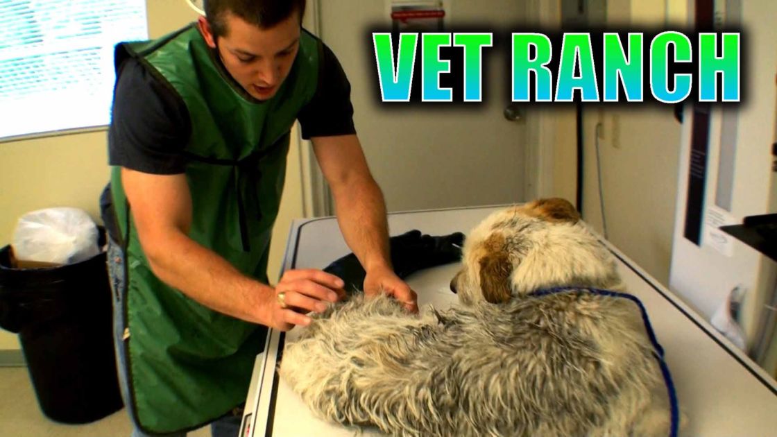 This Poor Stray Dog Was Ran Over, And On The Verge Of Death! OMG