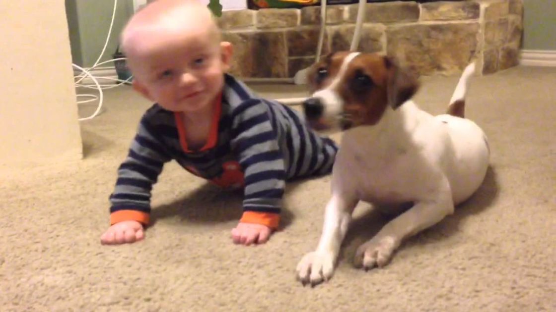 This Smart Jack Russel Terrier Give His Baby Best-Friend Pointers On ...