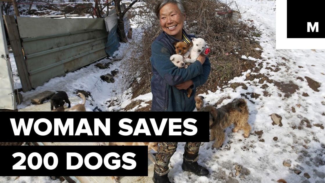 This Woman Has Rescued Over 200 Dogs After Saving Their Lives For 26 ...
