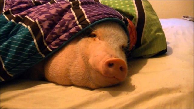 Tired Pig Falls Asleep. Only To Be Awoken By The Most Delicious Aroma ...