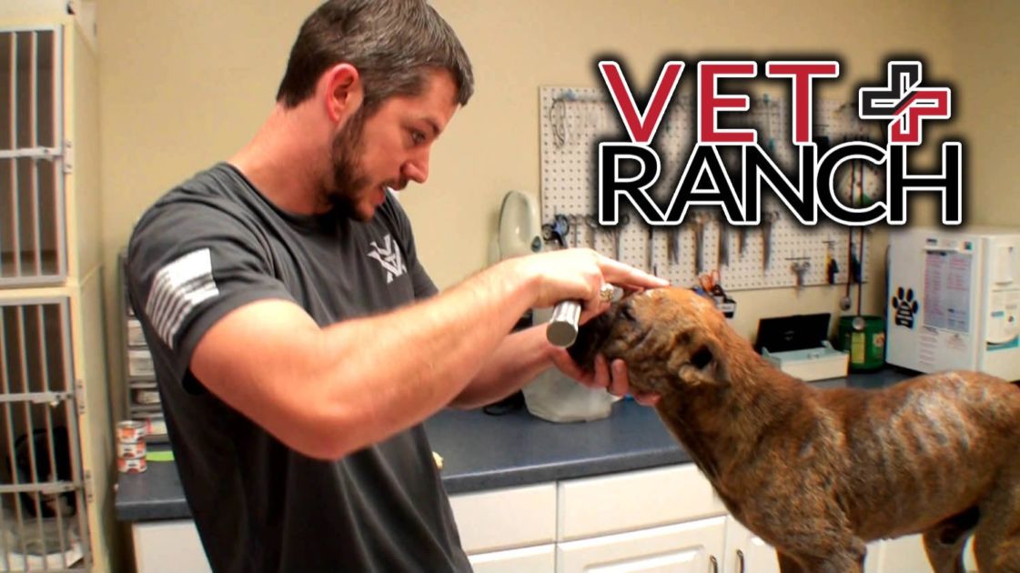 Vet Ranch Rescues A Blind Pup From Euthanasia And Helps Him See Again ...