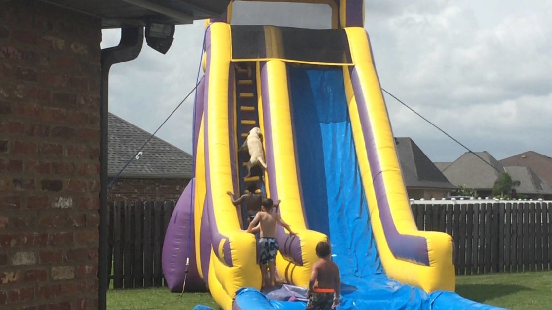 Watch This Dog Wait In Line To Take A Hysterical Ride Down A Water Slide…