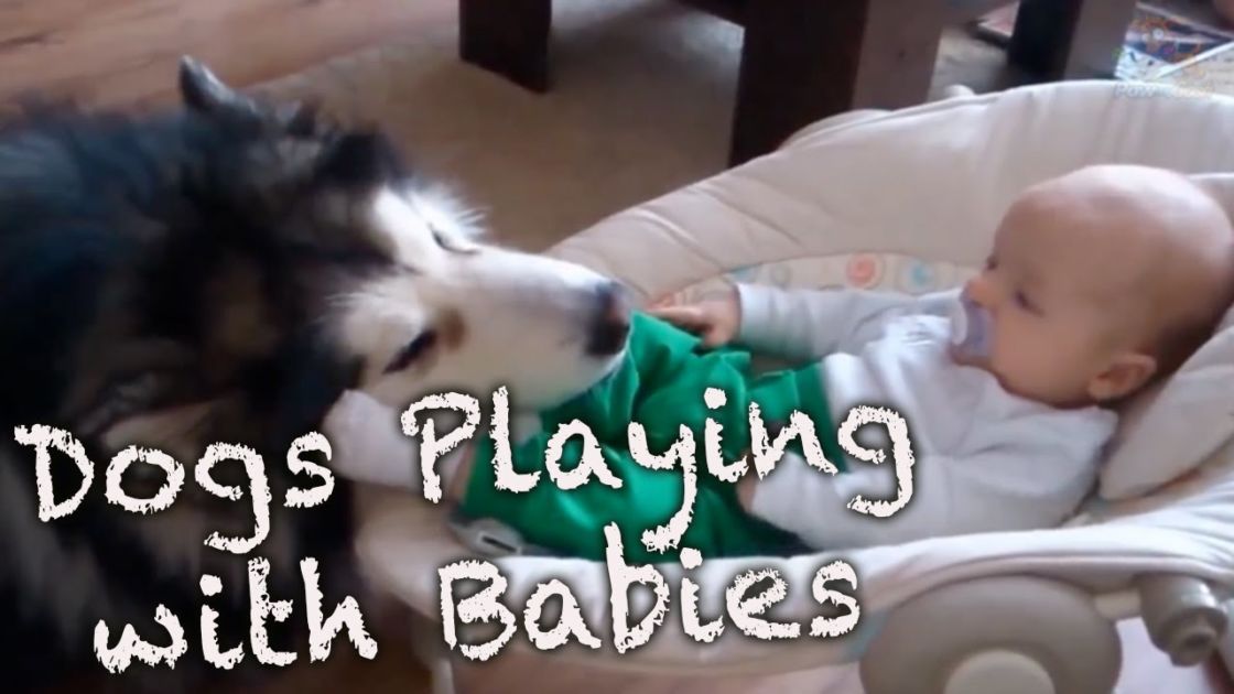 What happens when these babies meet dogs for the first time? So cute!
